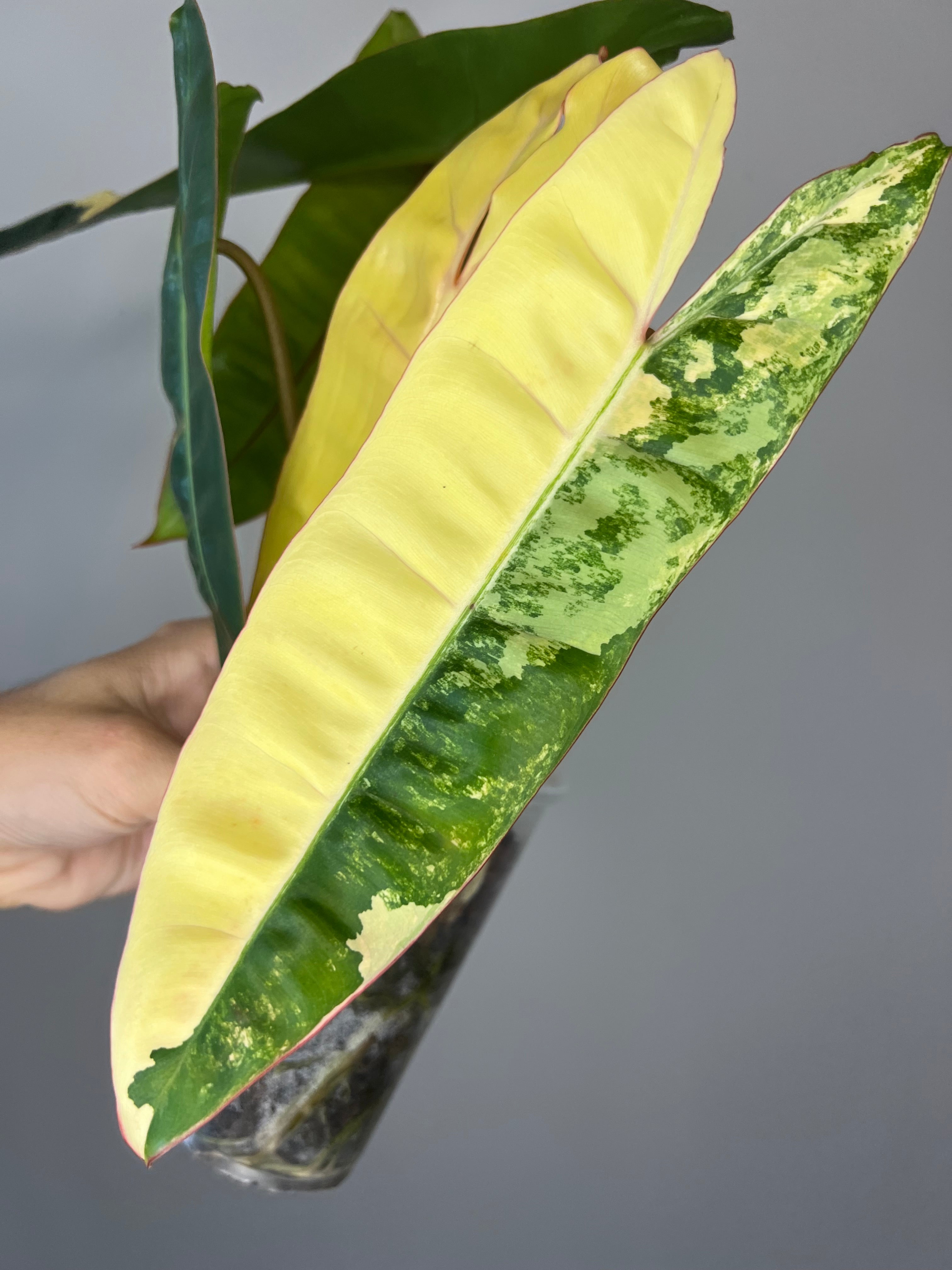 Philodendron Billietiae Variegated - Rare Variegated Climbing ...